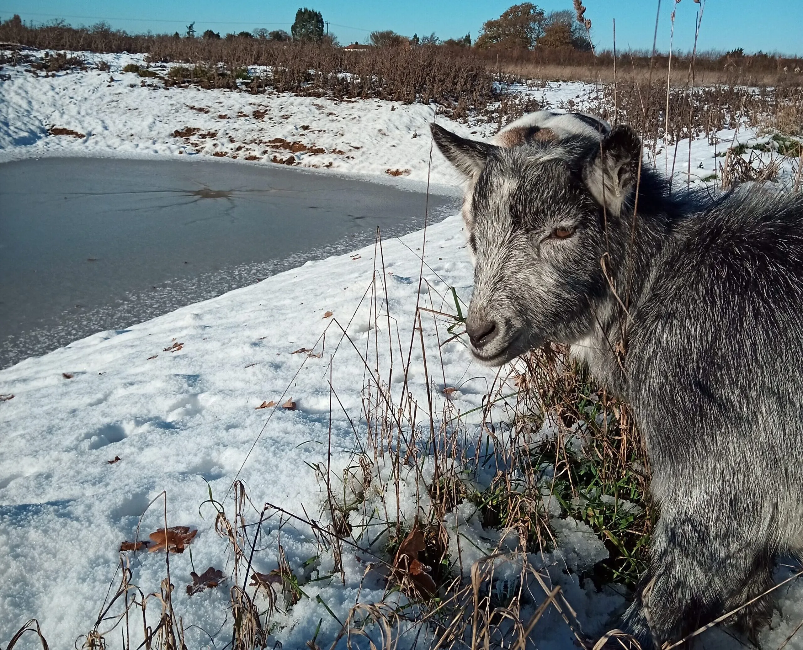 Rewilding Initiative | Foliage and Flower Farm | Jordan's Farm