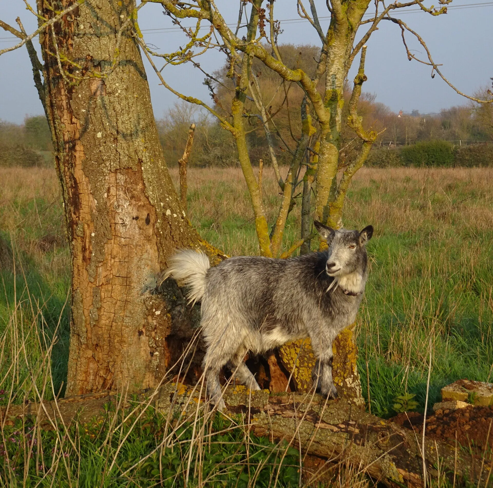 Goats Thorn & Bailey - Jordan's Farm