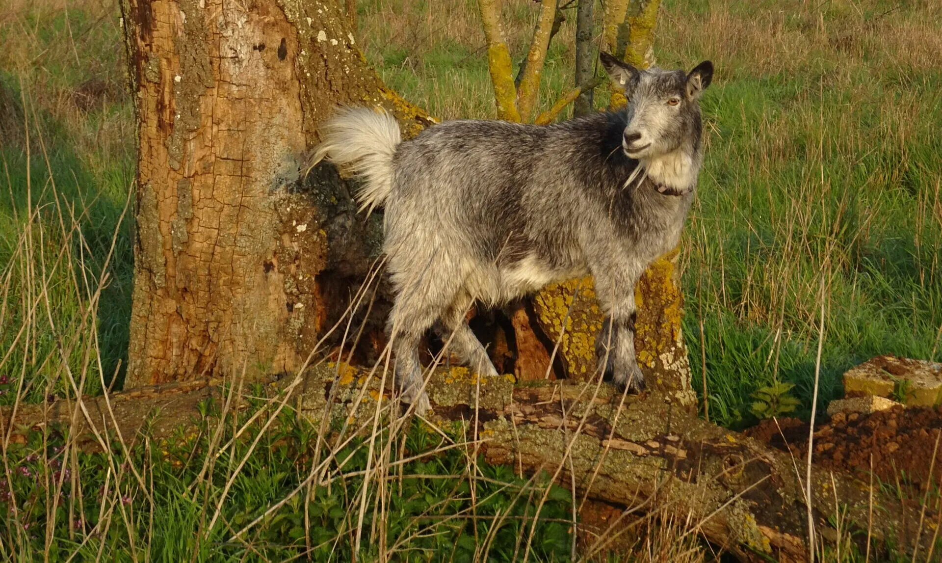 Goats Thorn & Bailey - Jordan's Farm