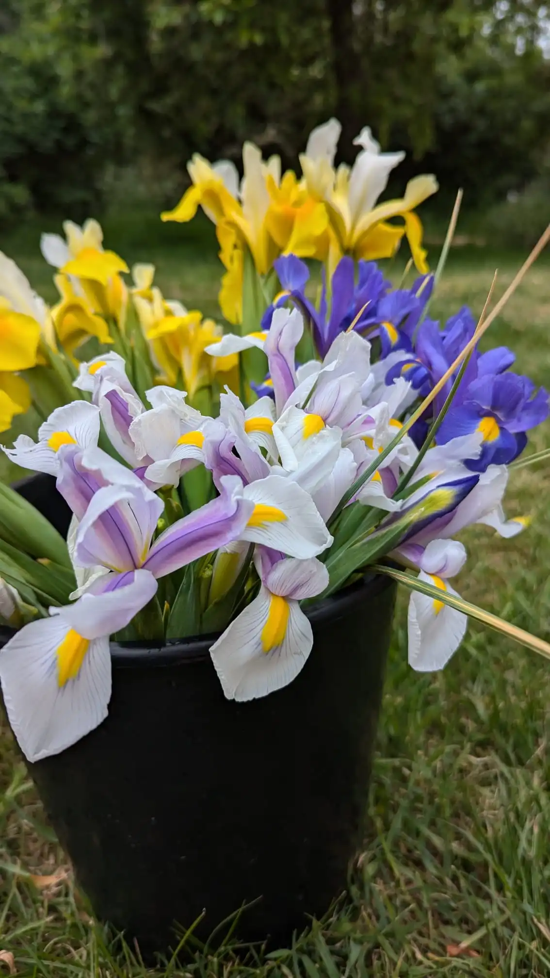 Essex Flower Grower Collective